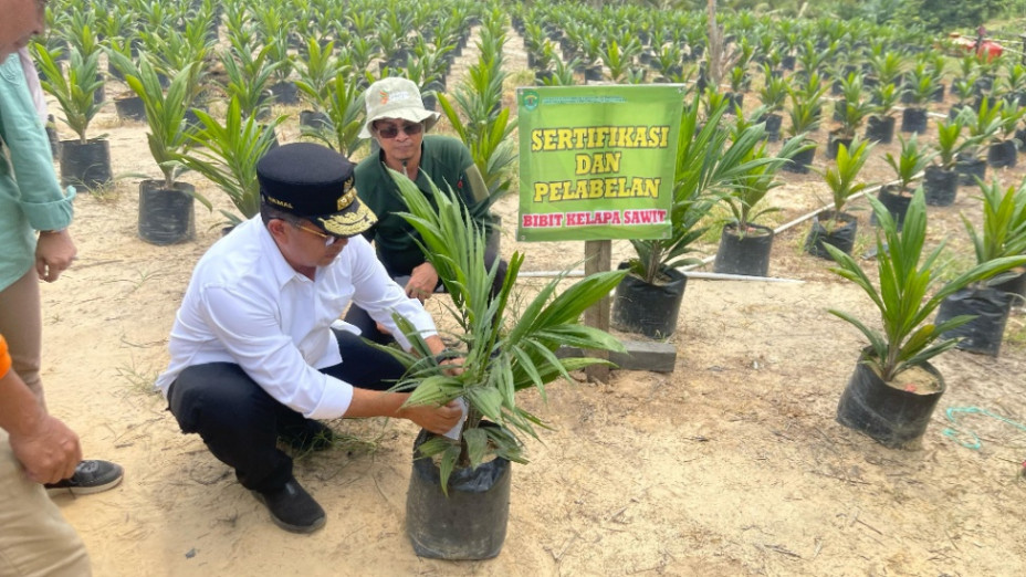 Siapkan Bibit Unggul, Disbun Kaltim Pasang Label Sertifikat Benih Bibit ...