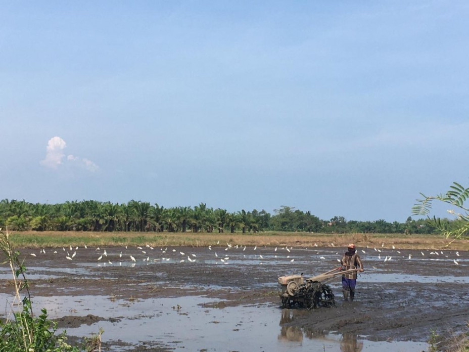Rata-rata Panen Dua Kali Setahun, Lahan Pertanian PPU Tembus IP 200
