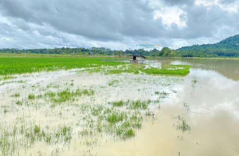 Petani di Bukit Biru Terancam Gagal Panen, Padi Baru Sehari Ditanam Sudah Terendam Banjir