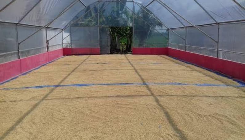 Inovasi UD Dryer Jadi Solusi Bagi Petani Sumber Sari untuk Mengeringkan ...