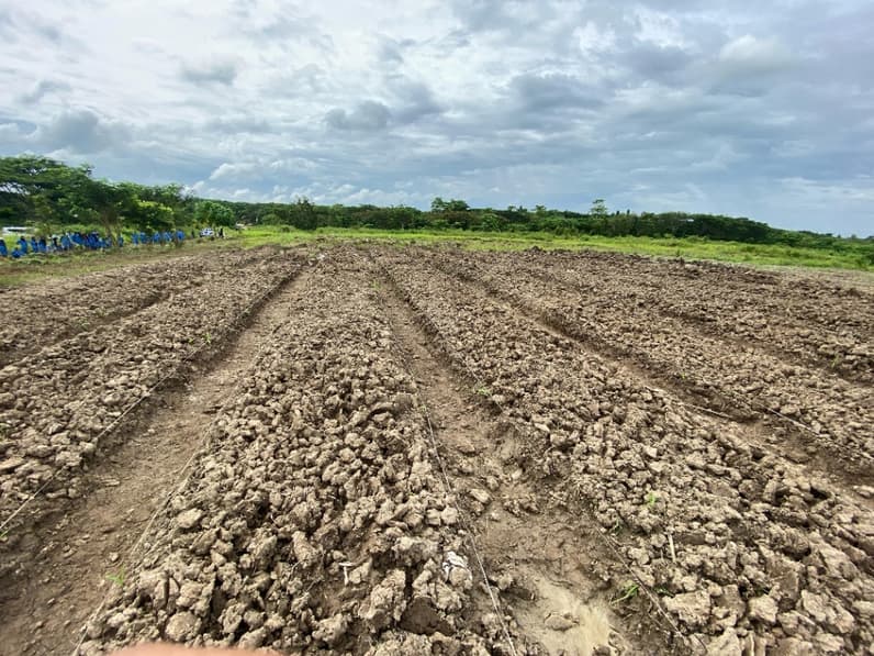 Dukung Ketahanan Pangan, Mayjen TNI Rudy Rachmat Nugraha Kunjungi Lahan ...